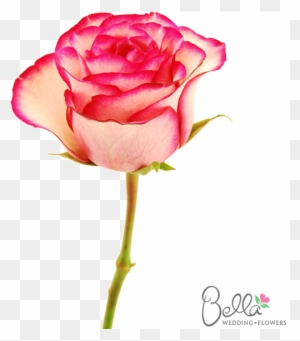 Carousel Roses Are A Gorgeous Variety Of Pink Rose - Wedding - Free ...