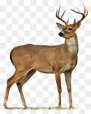 Dear Clipart Hiran - Deer Png - Free Transparent PNG Clipart Images ...