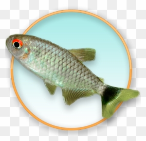 Red Eye Tetra - Common Carp - Free Transparent PNG Clipart Images Download