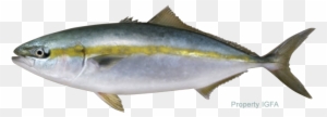 Buri - Hawaiian Amberjack - Free Transparent PNG Clipart Images Download