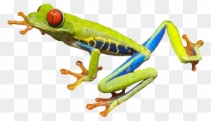 Red Eyed Tree Frog Clip Art, Transparent PNG Clipart Images Free ...