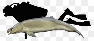 Mammalodon Colliveri Oligocene (25 Ma) 2 M Long And - Mammal - Free ...