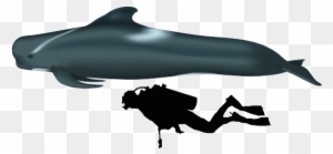 Prehistoric Taxonomy - Mawsonia Gigas - Free Transparent PNG Clipart ...