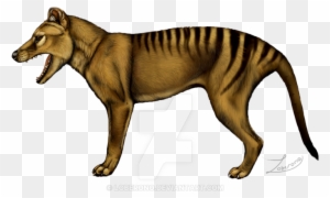 Thylacine By Loberono On Deviantart - Thylacine - Free Transparent PNG ...