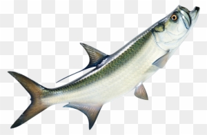 1 - Pacific Sturgeon - Free Transparent PNG Clipart Images Download