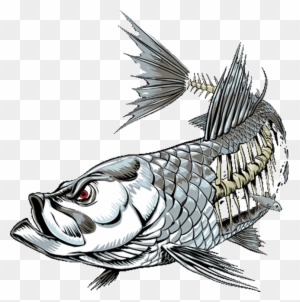 Tarpon - Tarpon Skeleton - Free Transparent PNG Clipart Images Download