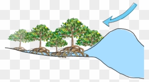 Mangrove Clipart Forest Ecosystem - Mangroves Protect The Coast - Free ...