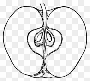 Apple In Cross Section - Apple In Cross Section - Free Transparent PNG ...