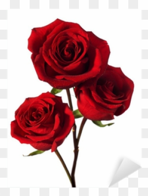 Three Dark Red Roses With Water Drops Isolated On White - Dark Red ...