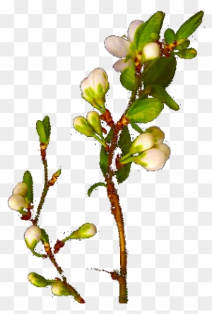 Flower Blooming Gif Transparent