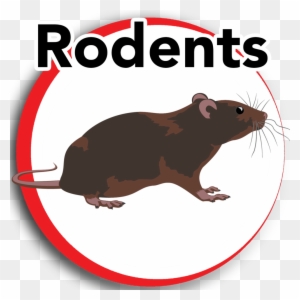 Rodents Update 2 - Rodent - Free Transparent PNG Clipart Images Download