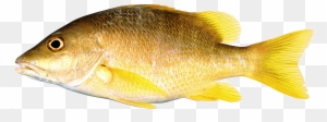 Fish Yellow Freshwater Fish Png Image - Fish With Yellow Fins - Free ...