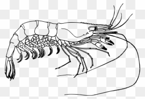 Prawn Icons Png - Prawn Black And White - Free Transparent PNG Clipart ...