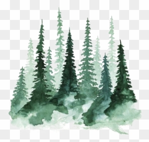 Study Of A Tree Watercolor Painting Pine - Watercolor Trees - Free ...