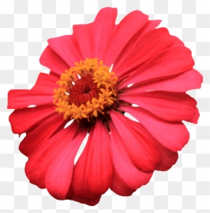 Single Colour Clipart Hd - Flower Clipart Color - Full Size PNG Clipart ...