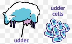 Udder Cell - Free Transparent PNG Clipart Images Download