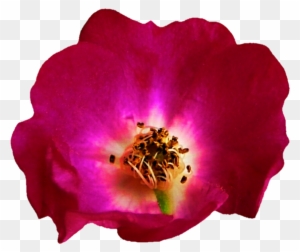 Flowering Dogwood - Free Transparent PNG Clipart Images Download