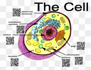 Qr Codes For Education - Chapter 7 1 Basic Structure Of The Human Body ...