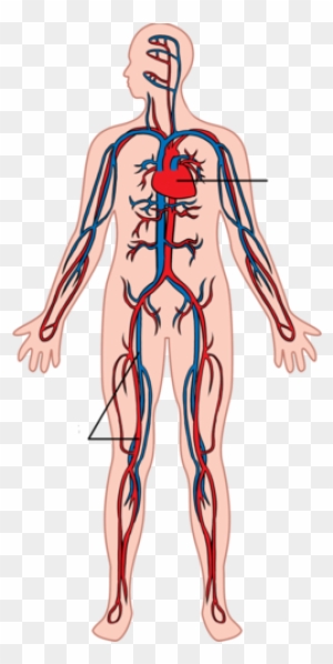 Main Components In The Circulatory And Respiratory - Illustrate The ...