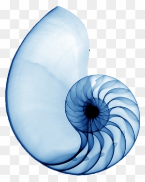 Spiral Shell Blue - Nautilus Shell Xray - Free Transparent PNG Clipart ...