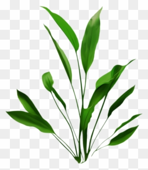 Pond Plants Clipart