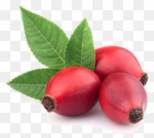 Rosehip - Rose - Free Transparent PNG Clipart Images Download