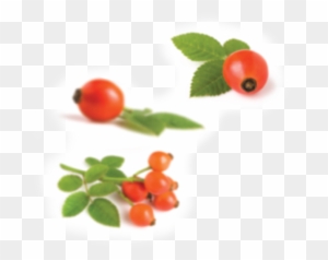 Rosehip - Rose - Full Size PNG Clipart Images Download