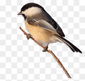 Map And Of State Birds Birdspix Rusty Bb Blitz Release - Black Capped ...