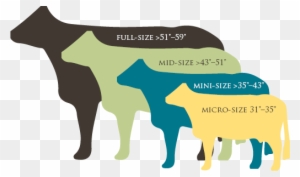 Cow Size - Size Of A Cow - Free Transparent PNG Clipart Images Download