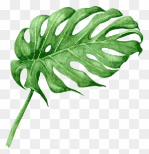 Maha Farhoud - Tropical Plantrs - Free Transparent PNG Clipart Images Download