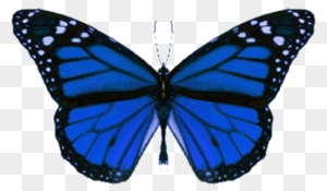 Flying Butterfly Png - Sound Of Thunder Butterfly - Free Transparent ...