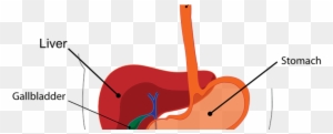Digestive System Cut Out Diagram - Free Transparent PNG Clipart Images ...
