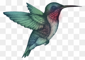 Ruby Throated Hummingbird Clipart, Transparent PNG Clipart Images Free ...