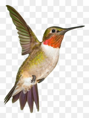 Ruby Throated Hummingbird Clipart, Transparent PNG Clipart Images Free ...