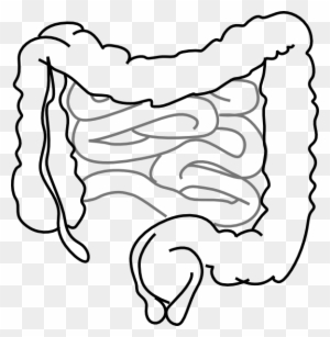 Small And Large Intestine Clip Art - Outline Of Digestive System - Free ...