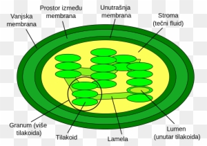 Photosynthesis And Cellular Respiration Essay Diamond - Calvin Cycle 3d ...