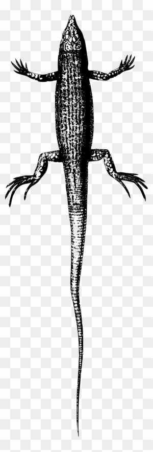 Big Image - Lizard Clip Art - Free Transparent PNG Clipart Images Download