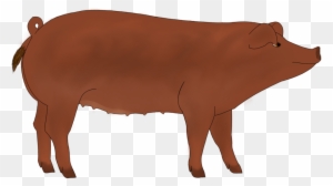 How To Draw Cartoon Pig - Cartoon Picture Of Pig - Free Transparent PNG ...