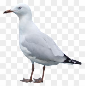 Bbd-4 - Seagull No Background - Free Transparent PNG Clipart Images ...