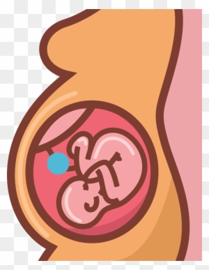 The Power Of The Placenta - Placenta Png - Free Transparent PNG Clipart ...