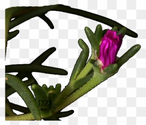 Large Cactus Sprite 002 - Cactus Png - Free Transparent PNG Clipart ...