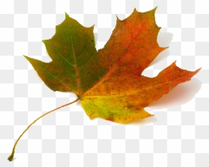 Blaadjes Van De Bomen - Free Transparent PNG Clipart Images Download