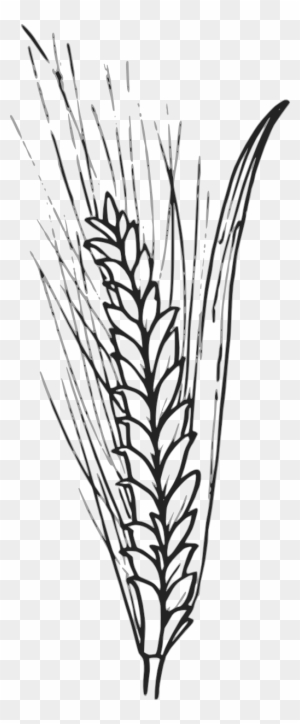Wheat Clipart Outline - Outline Of Wheat - Free Transparent PNG Clipart ...