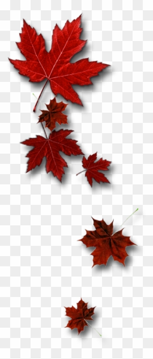 Toronto Maple Leaf Cartoon - Free Transparent PNG Clipart Images Download