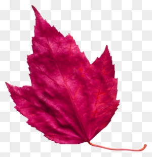 Red Leaf 3 - Pink Autumn Leaf Png - Free Transparent PNG Clipart Images ...