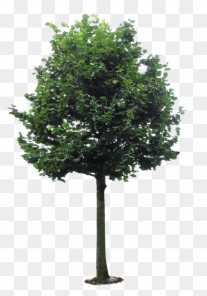 Rama De Árbol De Alcanfor - Pohon Png - Free Transparent PNG Clipart ...