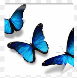 Three Blue Butterflies Flying, Isolated On White Wall - Blue ...