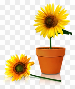 Sunflower Bouquet Png - Sunflower Pot Png - Free Transparent PNG ...