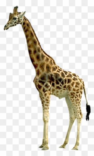 Giraffe Transparent - Animal Png Transparent Backgrounds - Free ...