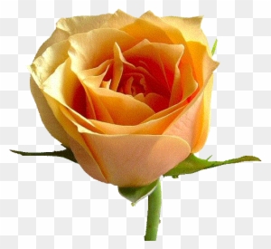 Roses - Adobe Photoshop - Free Transparent PNG Clipart Images Download